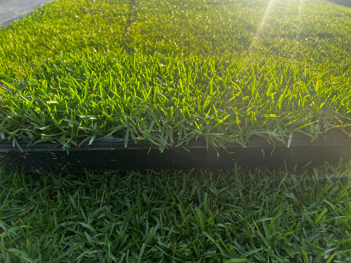 Buy Centipede Grass Plugs 50 Cell Tray Top Quality Nc Grass Plugs