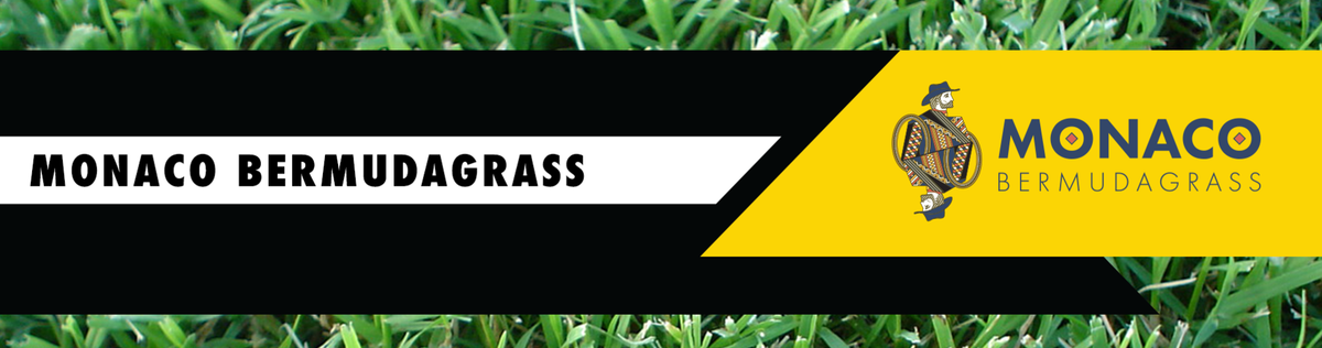 Bermuda Plugs coming soon!!!! – NC Grass Plugs