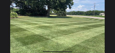 One Year plug update - AMAZING RESULTS – NC Grass Plugs